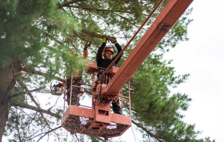 Services - Easy Tree Service